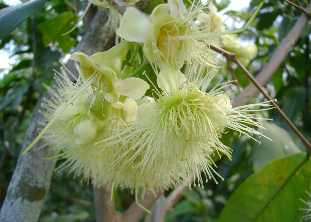 Bunga-bunga wisata: KEMBANG jAMBU