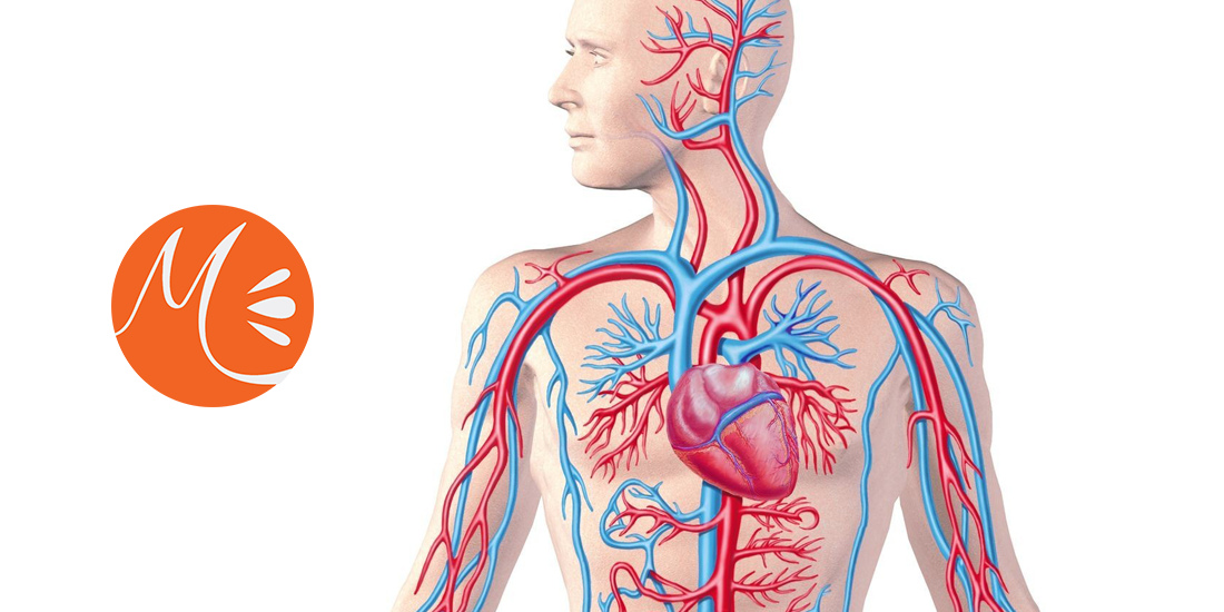 Sistema Venoso - Meias Express