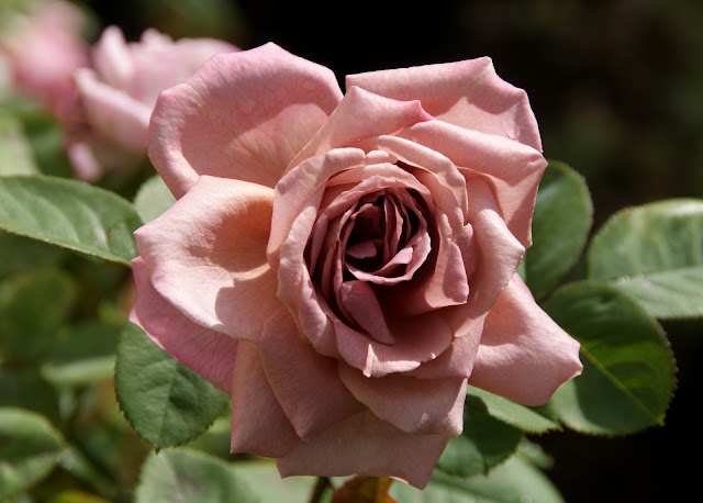 Organic Garden Dreams: September Roses