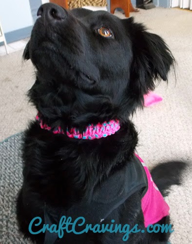 Totally Tutorials: Tutorial - How to Make a Paracord Dog Collar