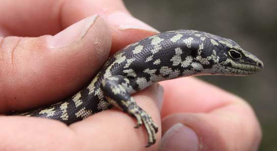 Magellan 2017: New Zealand Wildlife- The High Country (Whenua Waotu)