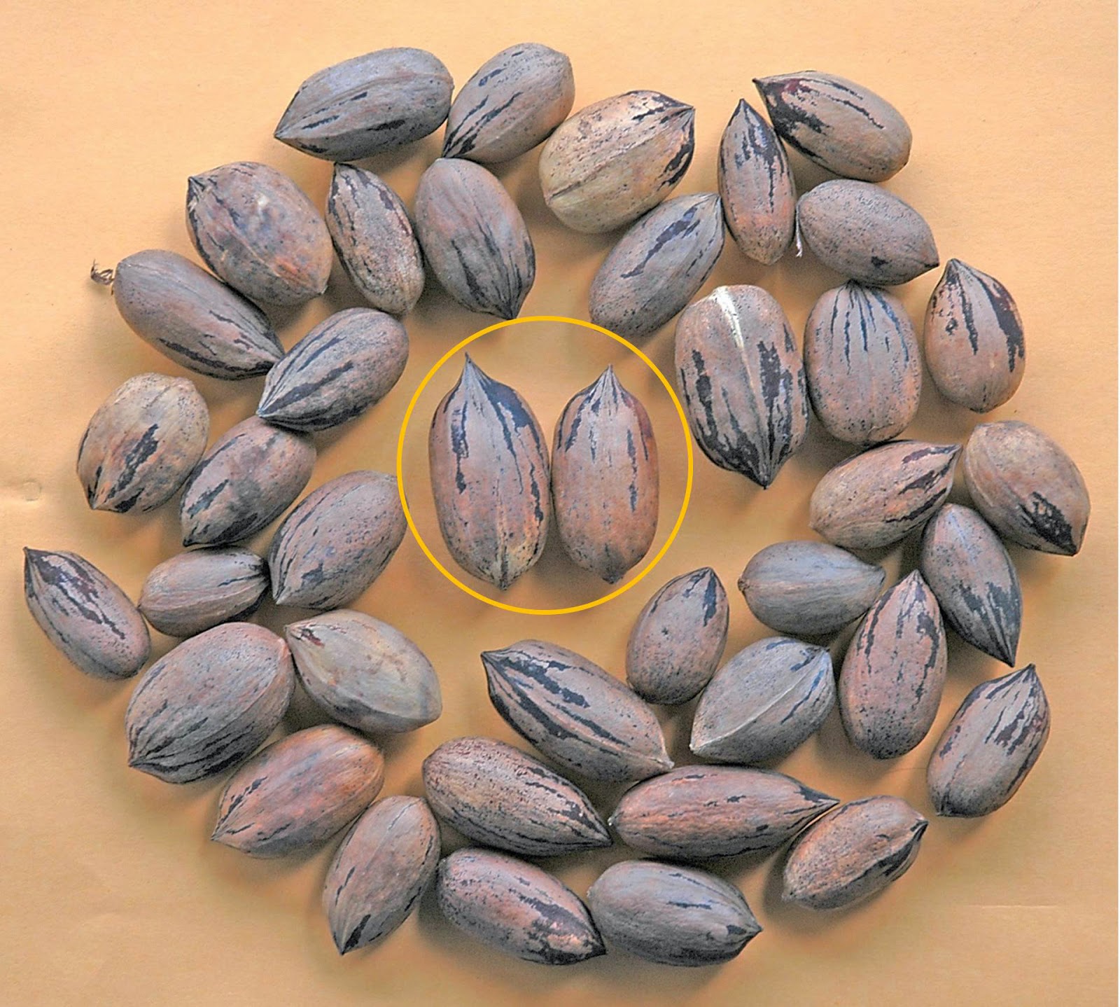 Northern Pecans: October 2013