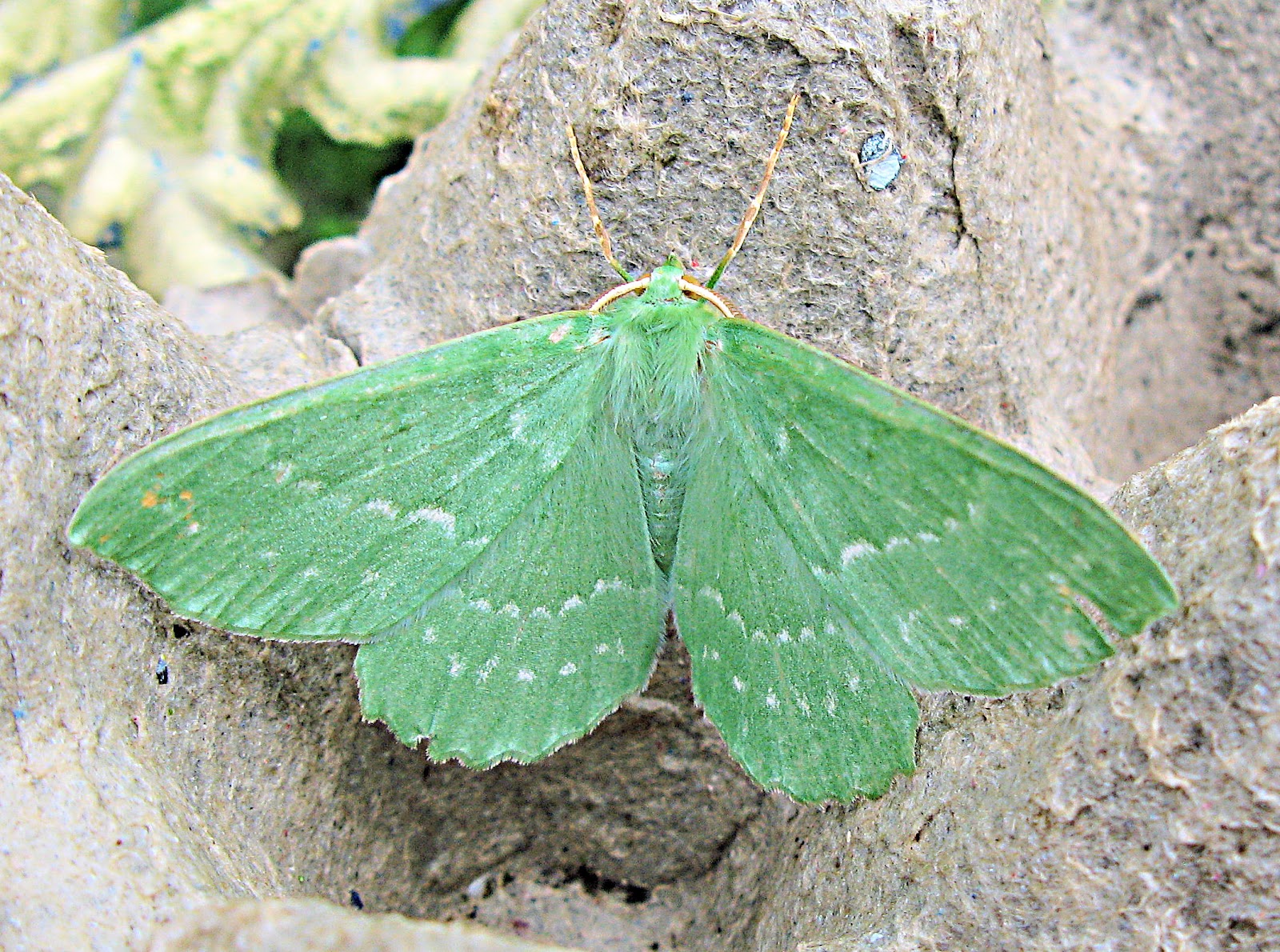 The Birds of Kent: July 2012