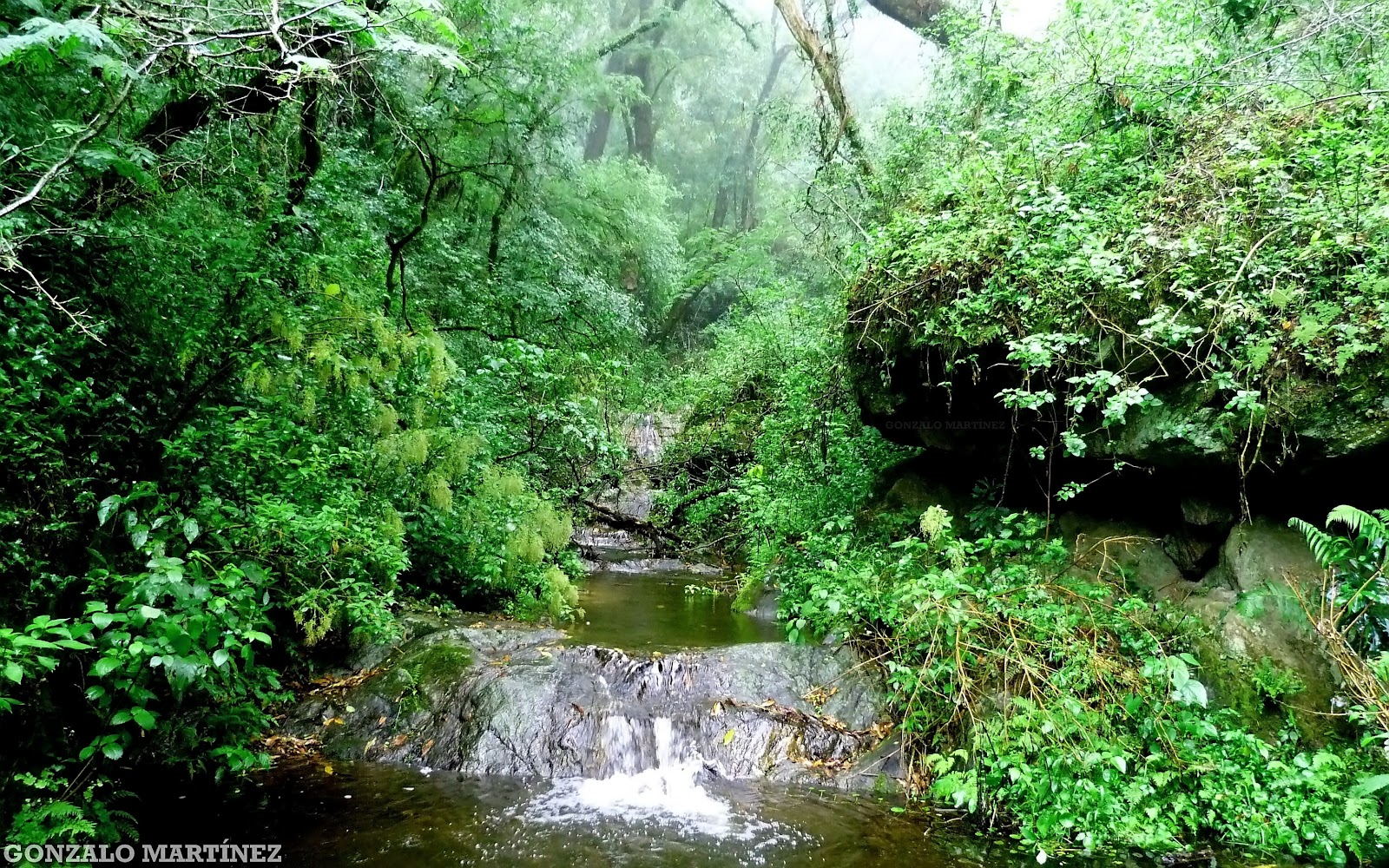 Paisajes y Naturaleza de Catamarca: Selva de las Yungas