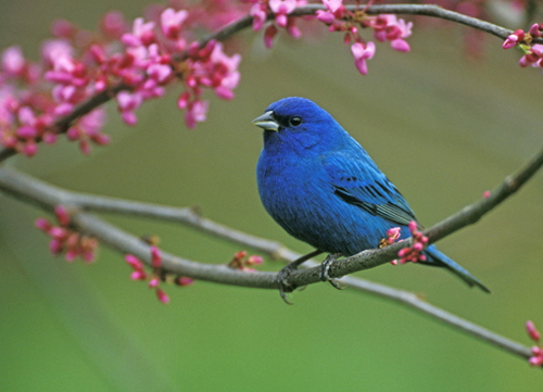 Azulillo Norteño ( Indigo Bunting - Passerina cyanea )