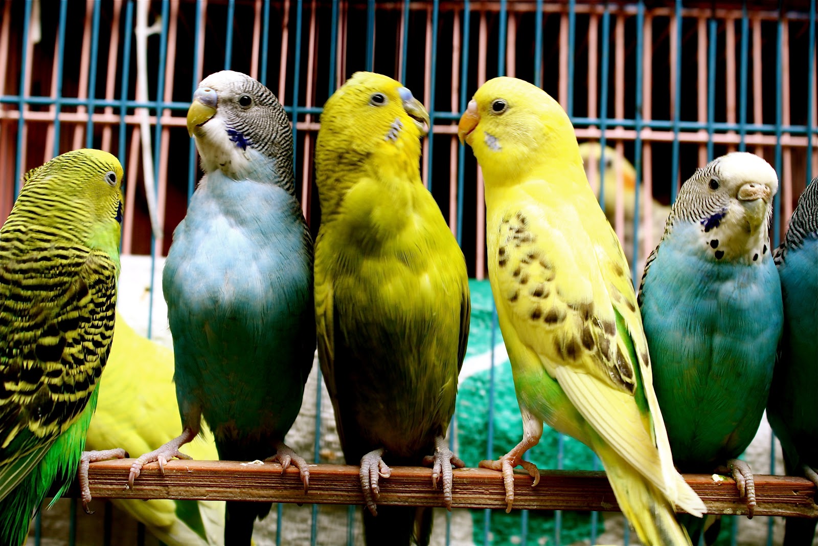 Budgies are Awesome: December 2012