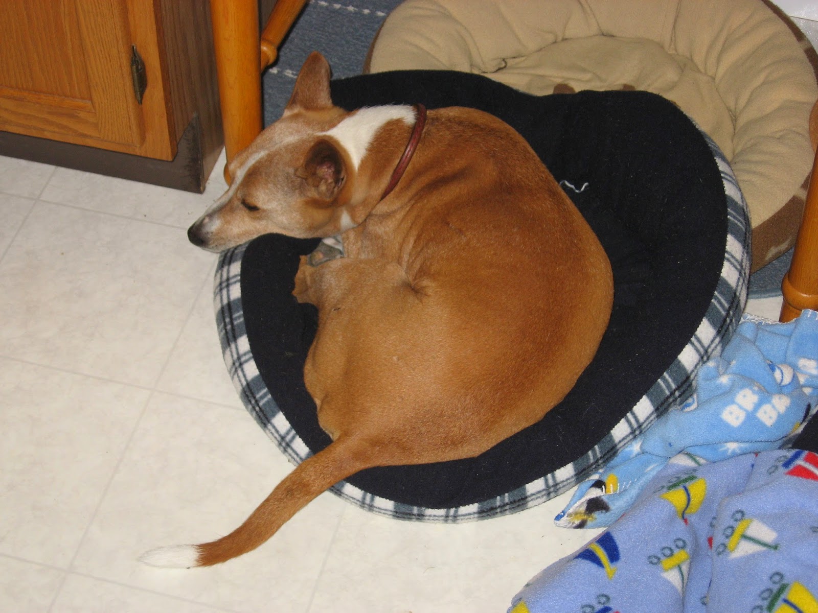 Basenji Rescue and Transport Blog: True Baroo