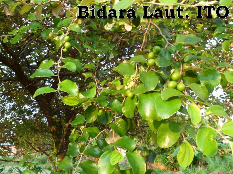 INFO TANAMAN OBAT: KHASIAT DAN MANFAAT BIDARA LAUT