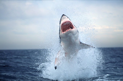 Rajat Das Gupta: The Shark Arm Case