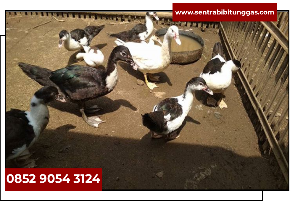 Makanan Anak Bebek Entok