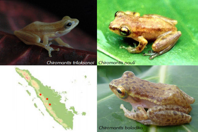 Chiromantis - Alchetron, The Free Social Encyclopedia