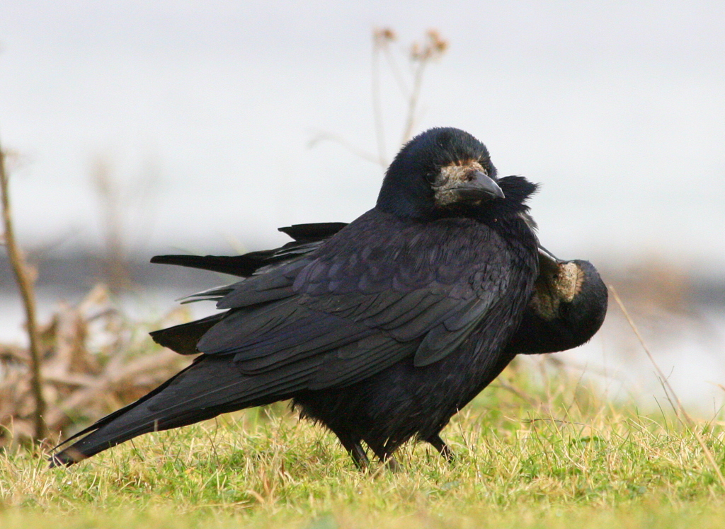 A life at the shoreline. .. by Jeff Copner : Amorous Rook