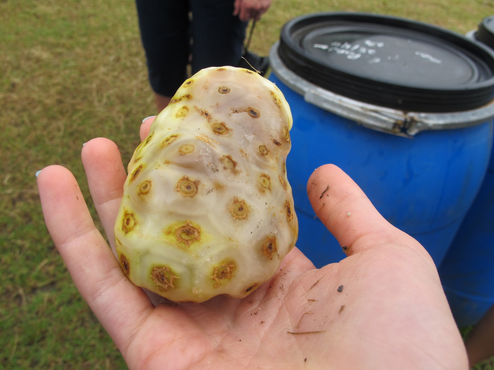 Love Learn Nourish: Cook Islands - Kia orana to fresh island cuisine ...