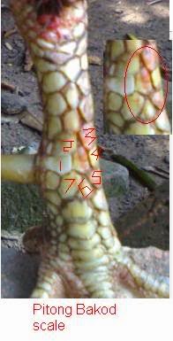 Sabong | Cockfight: Pitong bakod