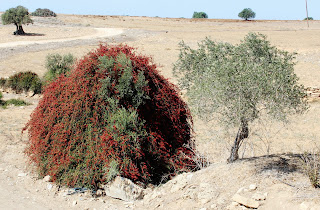 Biodiversity of Cyprus by NGO Protection of the Natural Heritage and ...