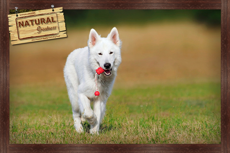 Cómo mantener a tu perro fresquito este verano (1)