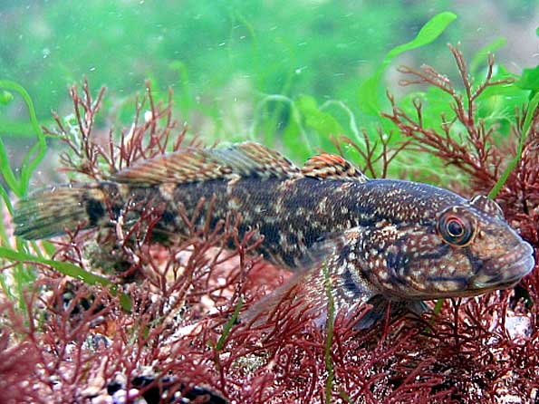 Pasiunea Pescuitului: Pescuitul la Guvid