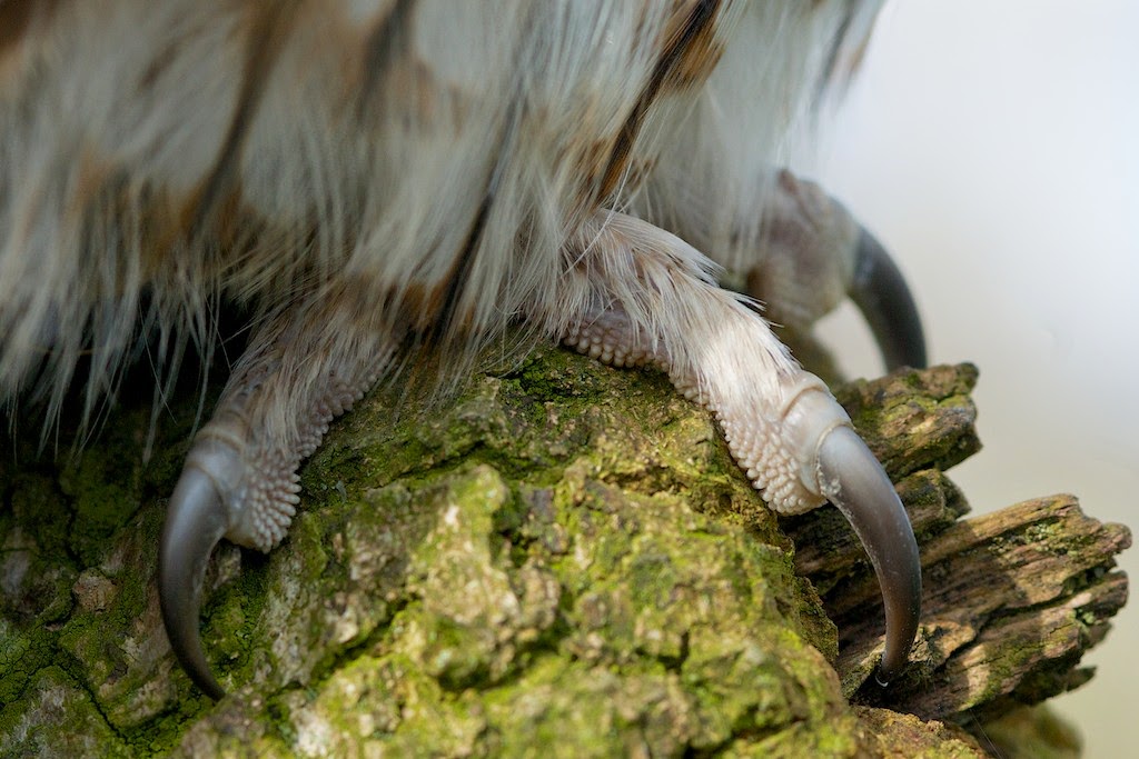 Matt's Photos: Tawny Owl