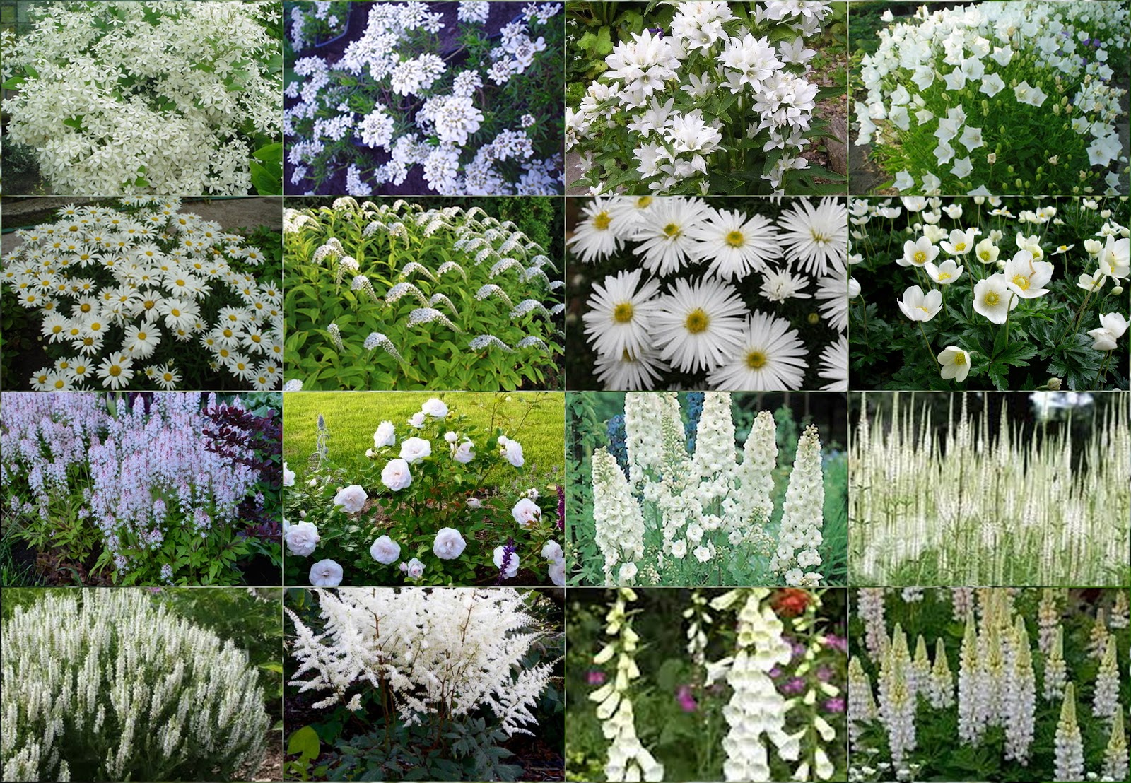 Gėlės baltam gėlynui | Aplinkos projektas