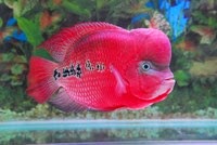 Makanan Ikan Louhan Supaya Cepat Nong nongHewan Peliharaan