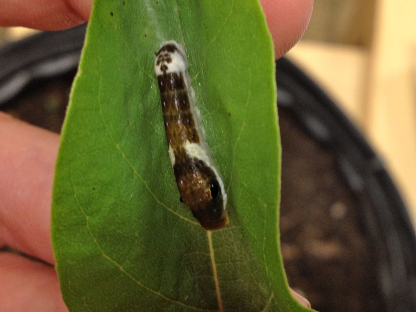 Spicebush Swallowtail Chrysalis