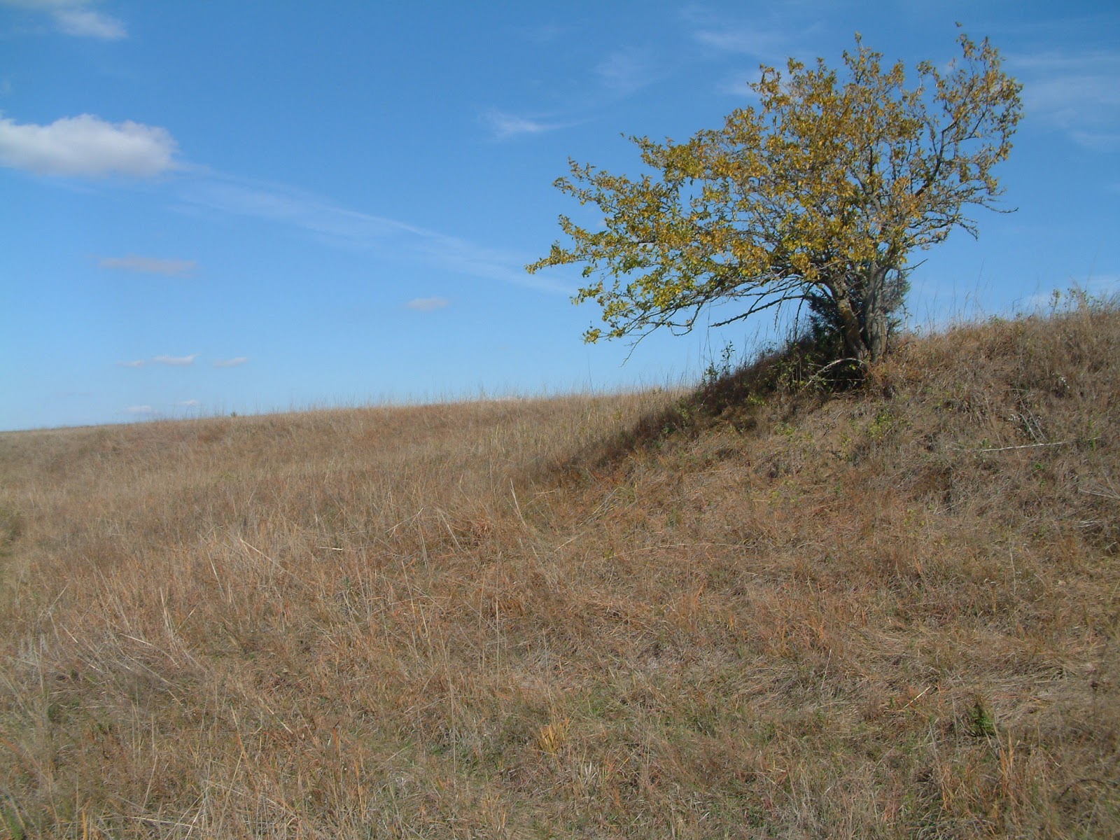 Stuff in the Basement: Sunday Morning Meds--The withered grass