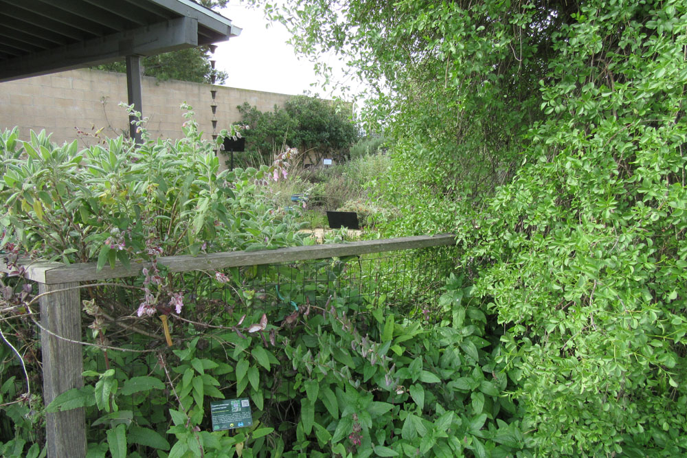 Mother Nature's Backyard - A Water-wise Garden: Current Photos of ...