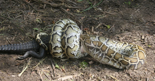 Snakes: Snakes Eating Animals