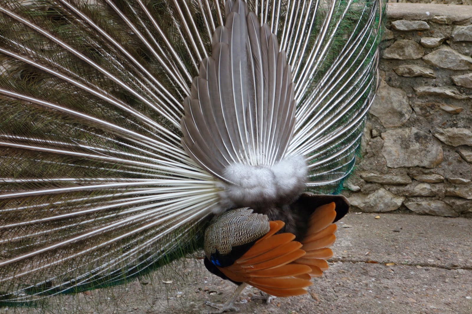 Slone Ranger: Peacocks in the Park