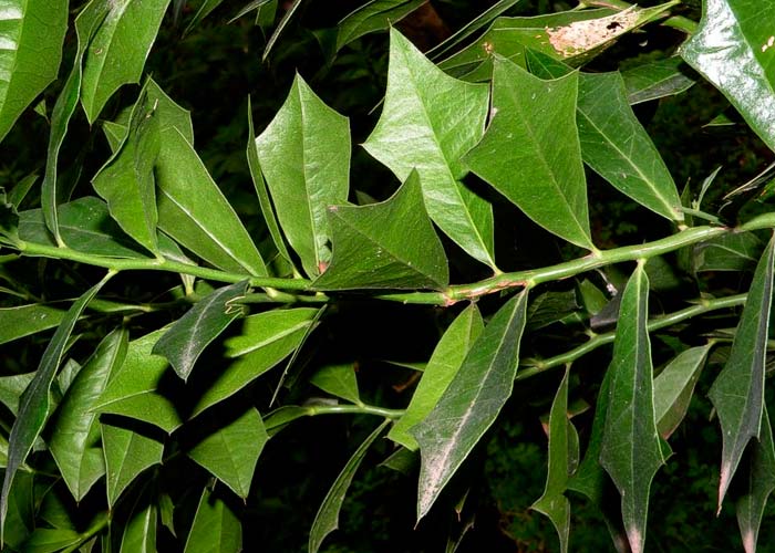 Hoja Romboide (rhomboidalis) - Botánica integra