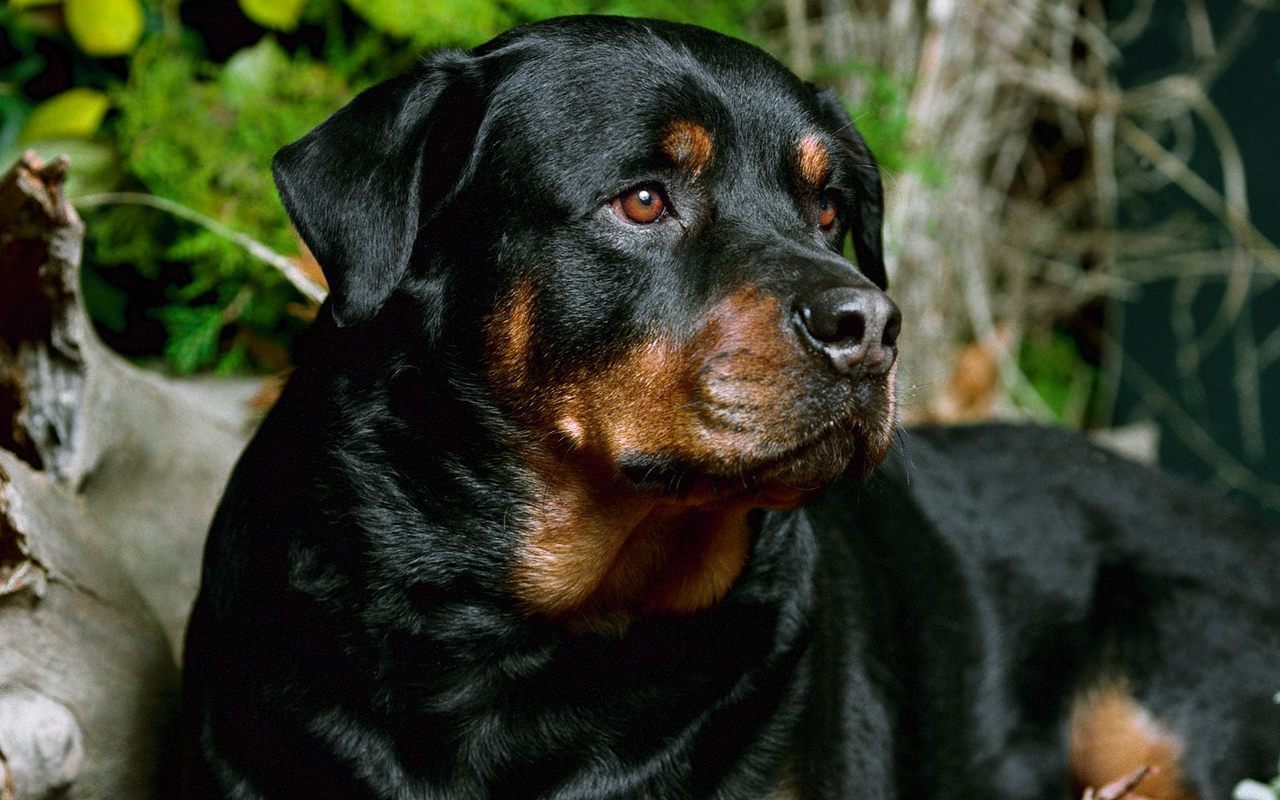 Razas de Perros: Fotos de Rottweiler