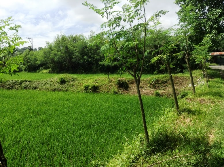 lupa-bahay-atbp: RUSH SALE! San Bonifacio, San Manuel, Pangasinan ...