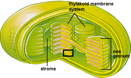 FORESTRY - LEARNING: FUNCTION OF CHLOROPLASTS