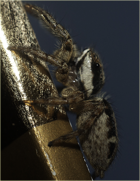 Arachnerds: Spiders of Turkey