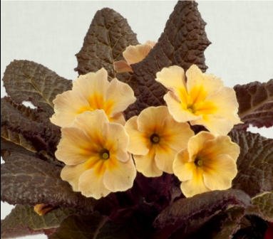 Irish Primrose Claddagh wins international perennial award