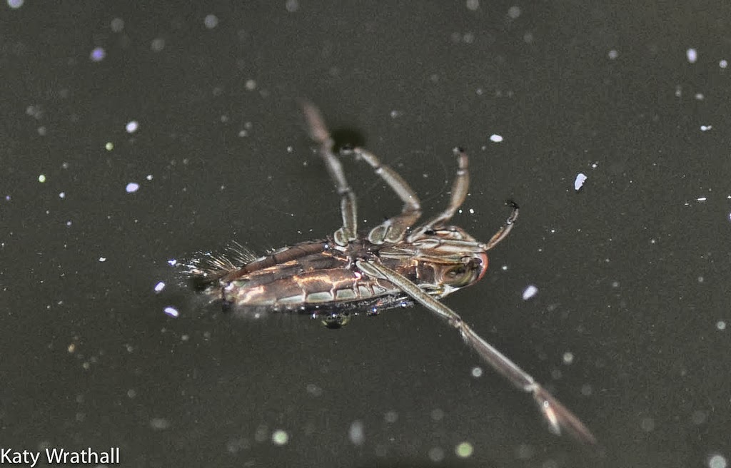 Species of UK: Week 29: Water Boatmen (‘Corixa’ and ‘Notonecta’)