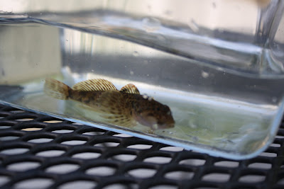 Catch-M-All: We got slimy with a little help from our friends... Slimy ...