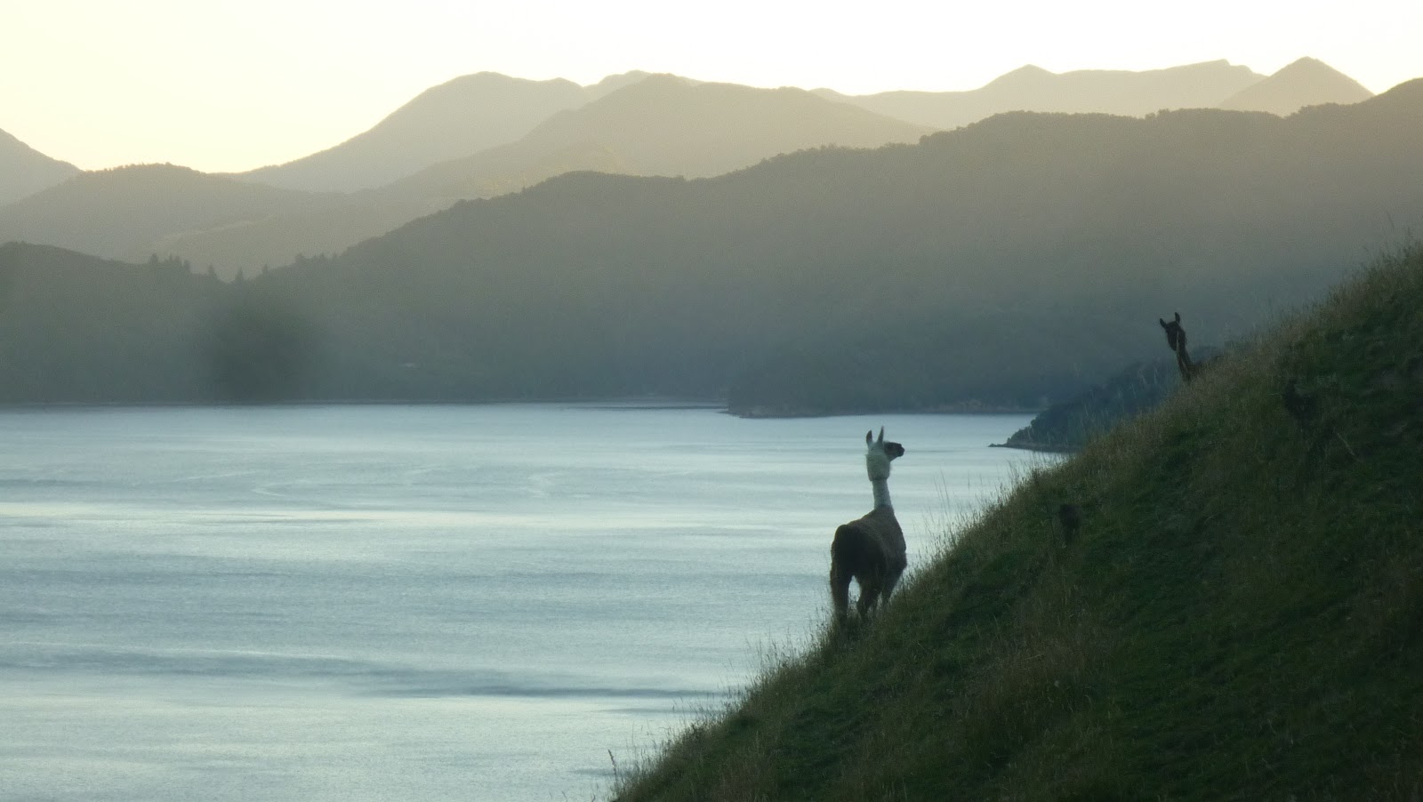 New-Zealand Adventure: Tondre des lamas à Cissy bay