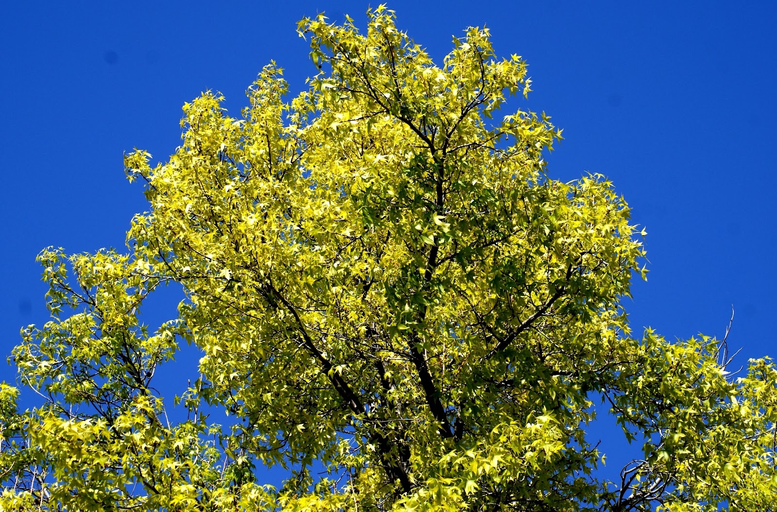 A photo, A thought............: Plant: Sweetgum tree across the seasons