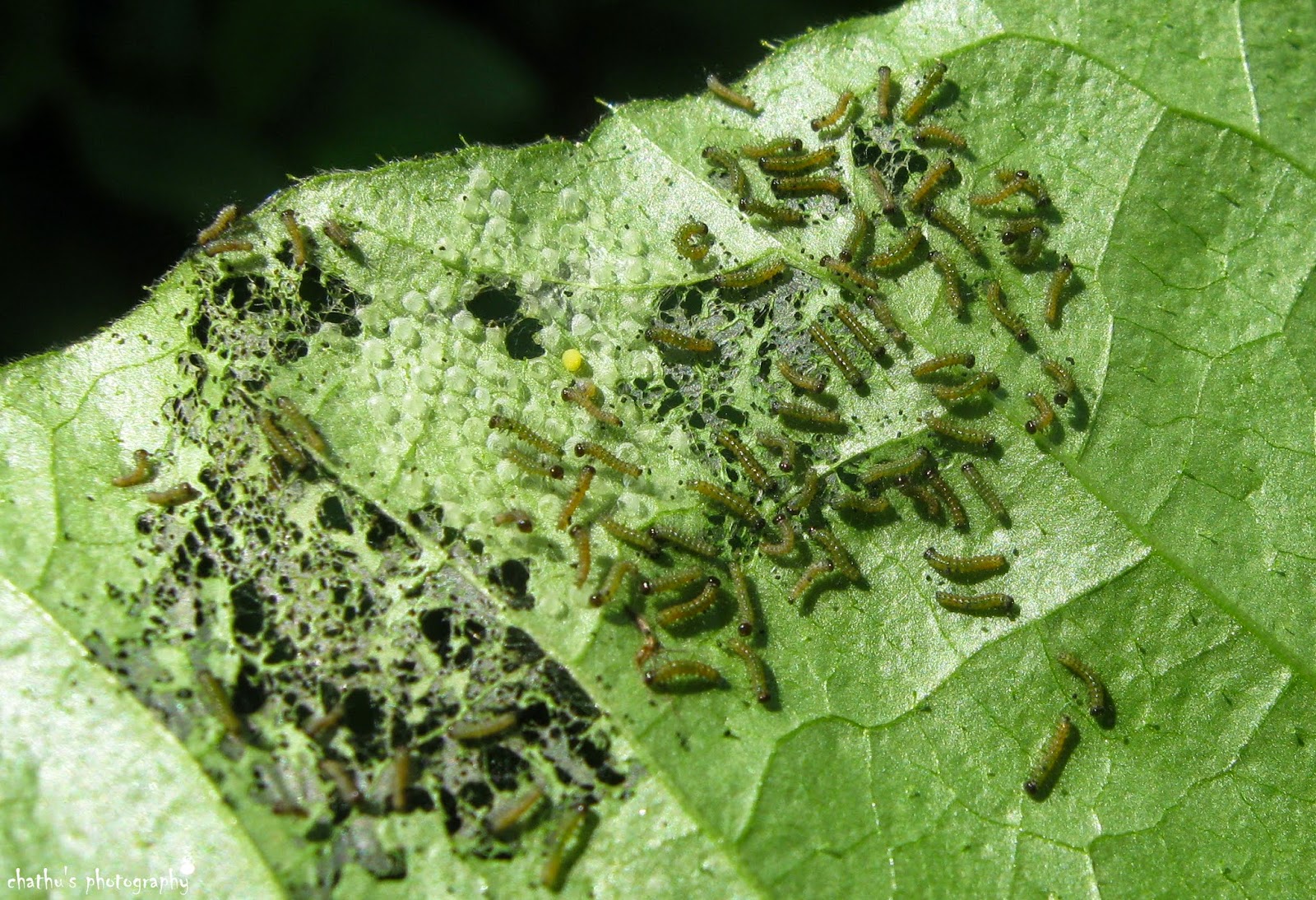 Nature Of Srilanka: Tawny Coster (Acraea violae) - වියෝලා