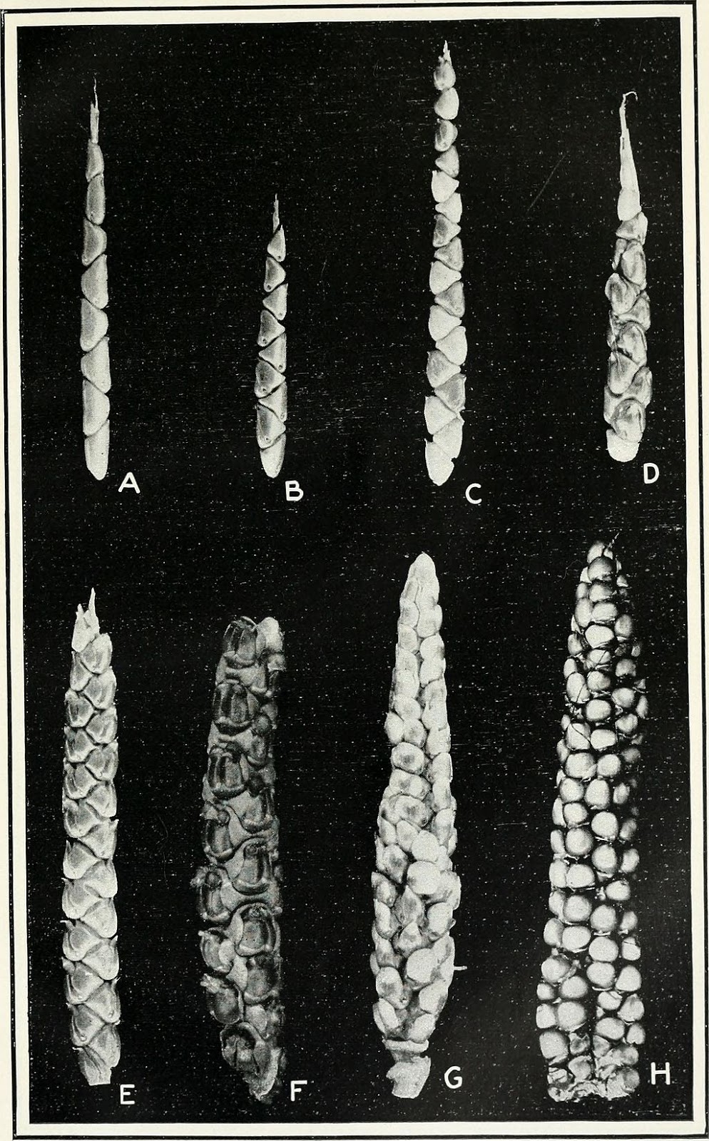 Collections in the News: Teosinte Today, Maize Tomorrow