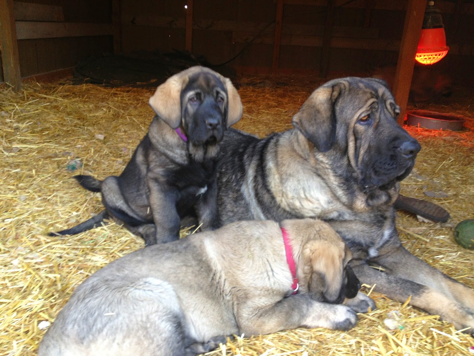 LIVESTOCK GUARDIAN DOG BLOG: My Spanish Mastiffs