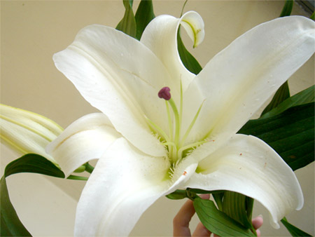 flowers: Great ideas On Growing Lilies In The Garden