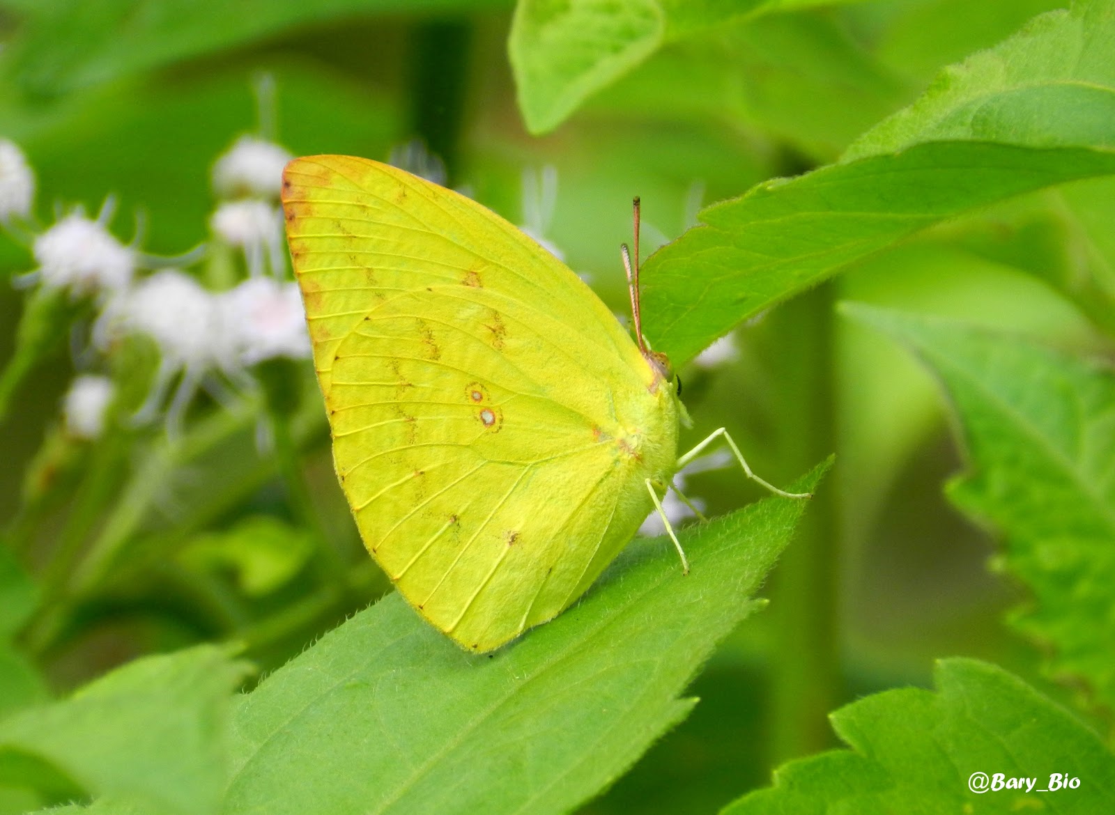 Family Pieridae di bumi Flores | bary the barbarian