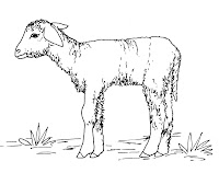 Planse colorat miel - planse de colorat cu miei