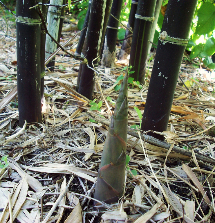 Bambu Negro / Phyllostachys nigra