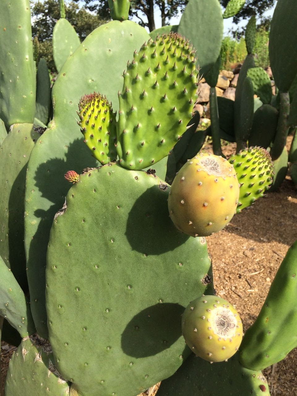 Laconada: De visita a la nopalera