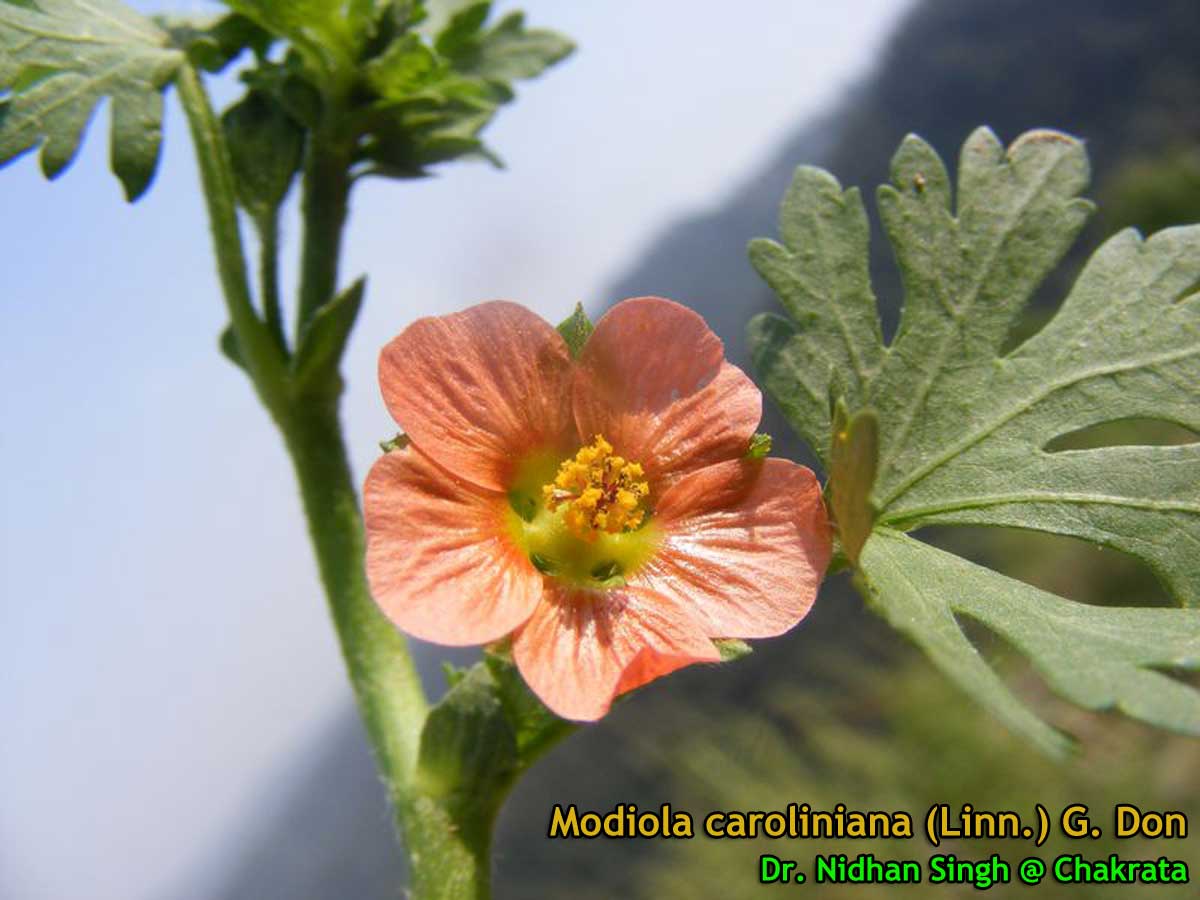 Medicinal Plants: Modiola caroliniana, Bristly-fruited Mallow, Modiola