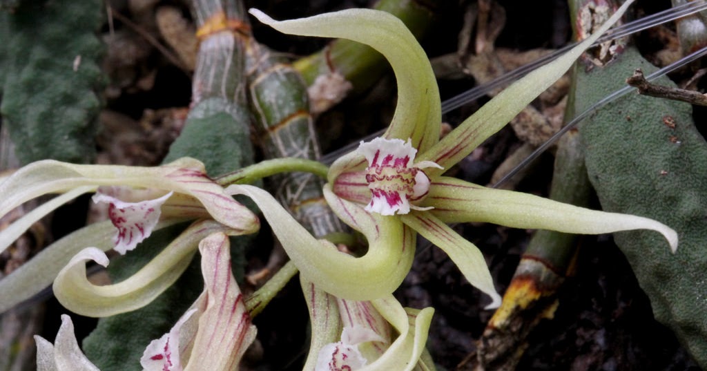 Dockrillia cucumerina care and culture | Travaldo's blog