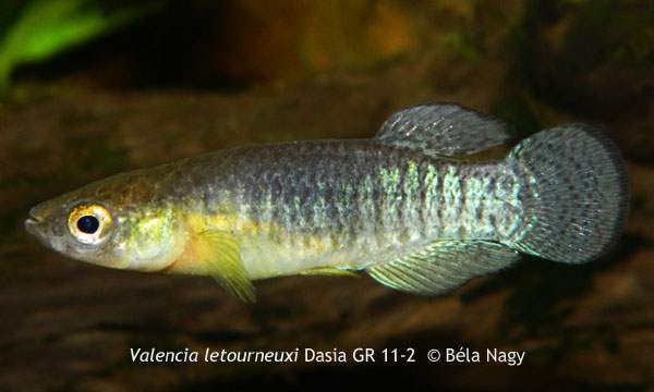 Athens Nature Journal: Corfu Inland Waters: A conservation priority